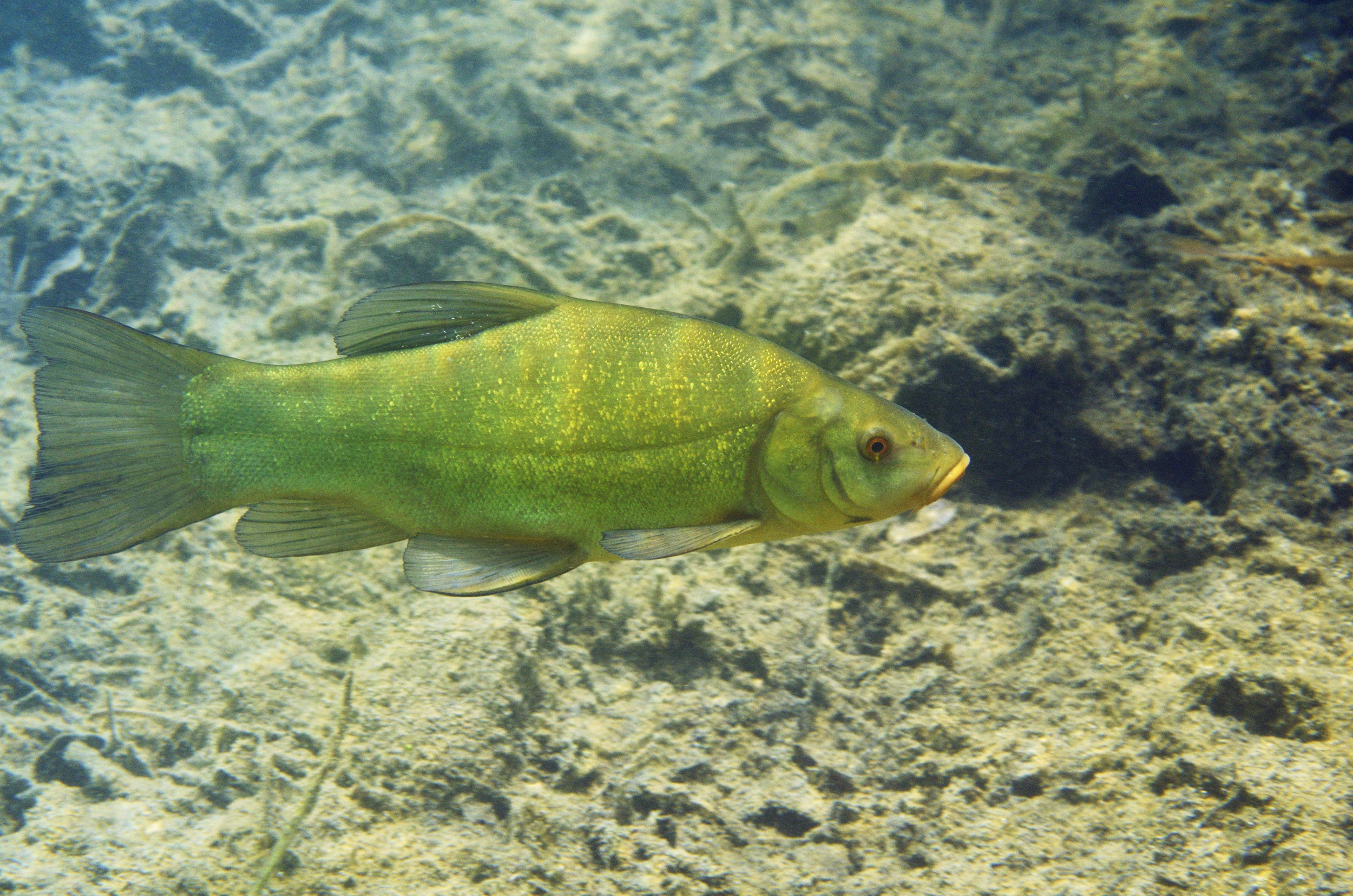 Tanche © Image & Rivière Yannick Gouguenheim - Réserve de biosphère du ...